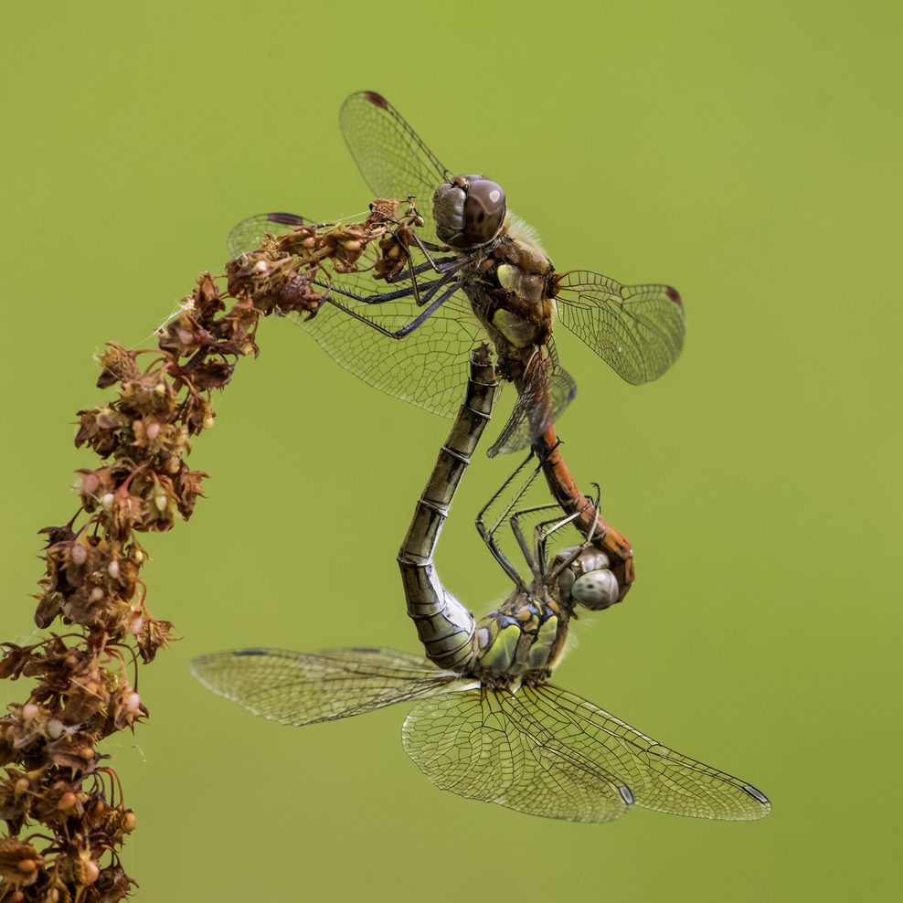 Wild Snaps 2023| Herts and Middlesex Wildlife Trust